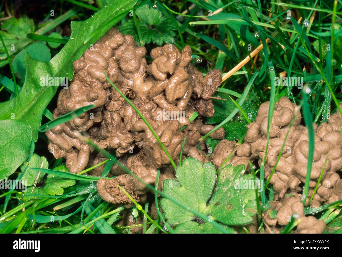 Lawn earthworm casts hi-res stock photography and images - Alamy