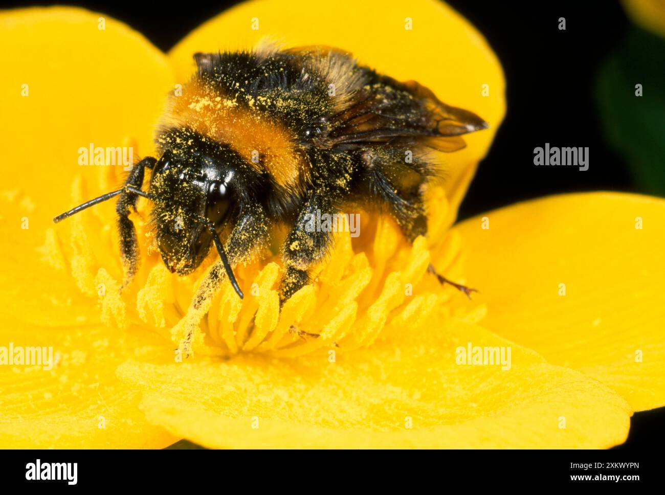 Common Bumblebee - feeding in flower Stock Photo - Alamy