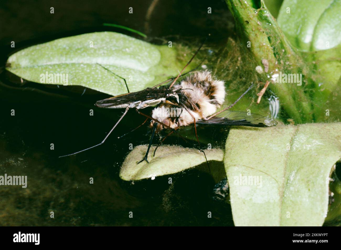 Common Pond SKATER - feeding on bee fly Stock Photo - Alamy