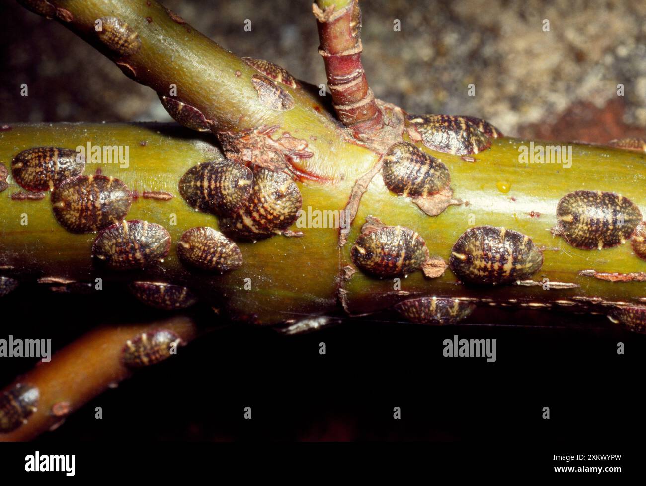 Scale Insects Stock Photo - Alamy