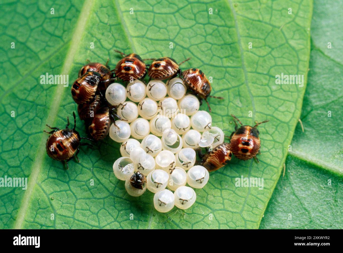 Young Shield Bug / Stink bug Stock Photo - Alamy