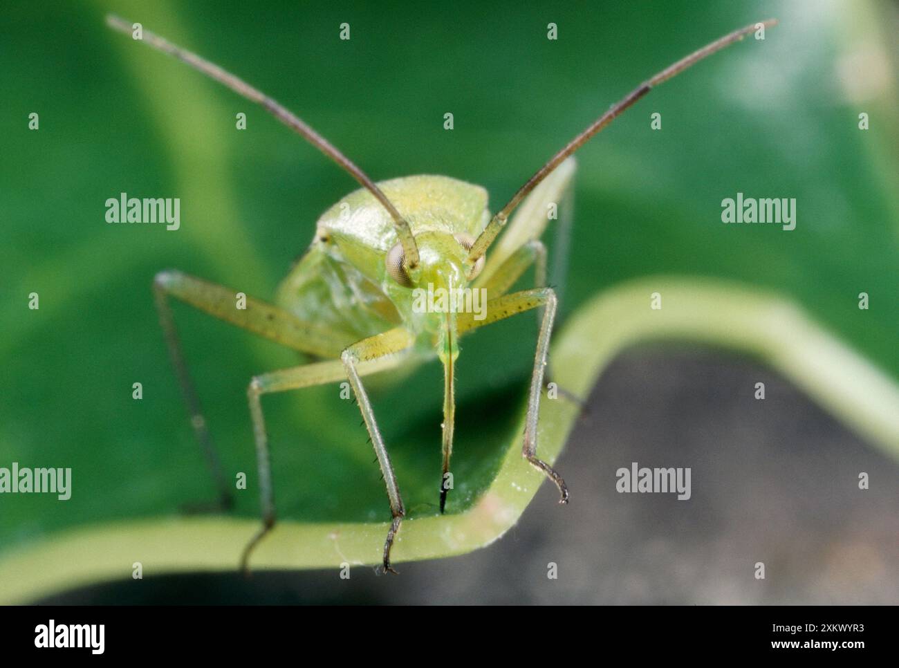 Green Capsid Bug - note long proboscis Stock Photo - Alamy