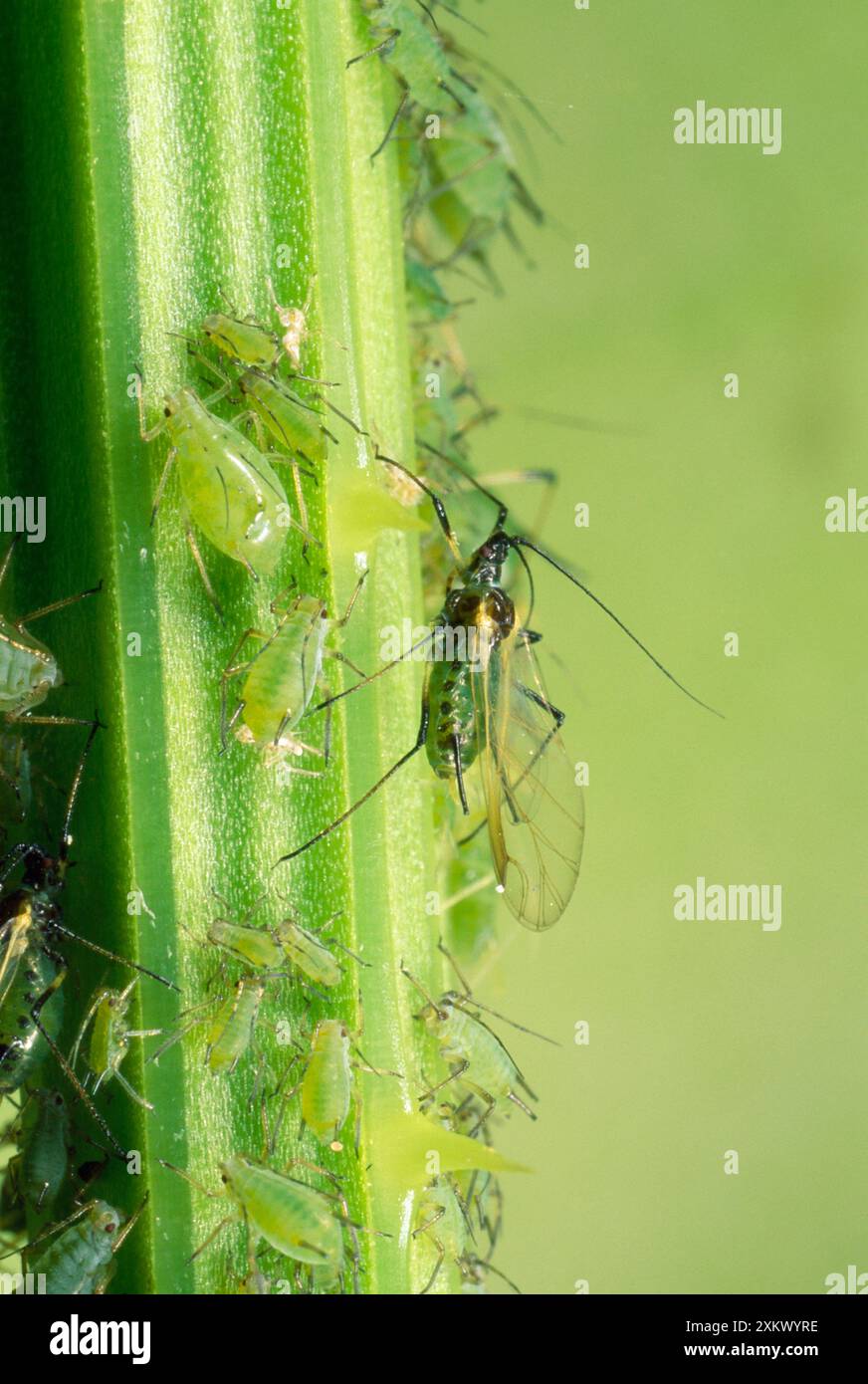Greenfly Aphids - on plant stem Stock Photo - Alamy