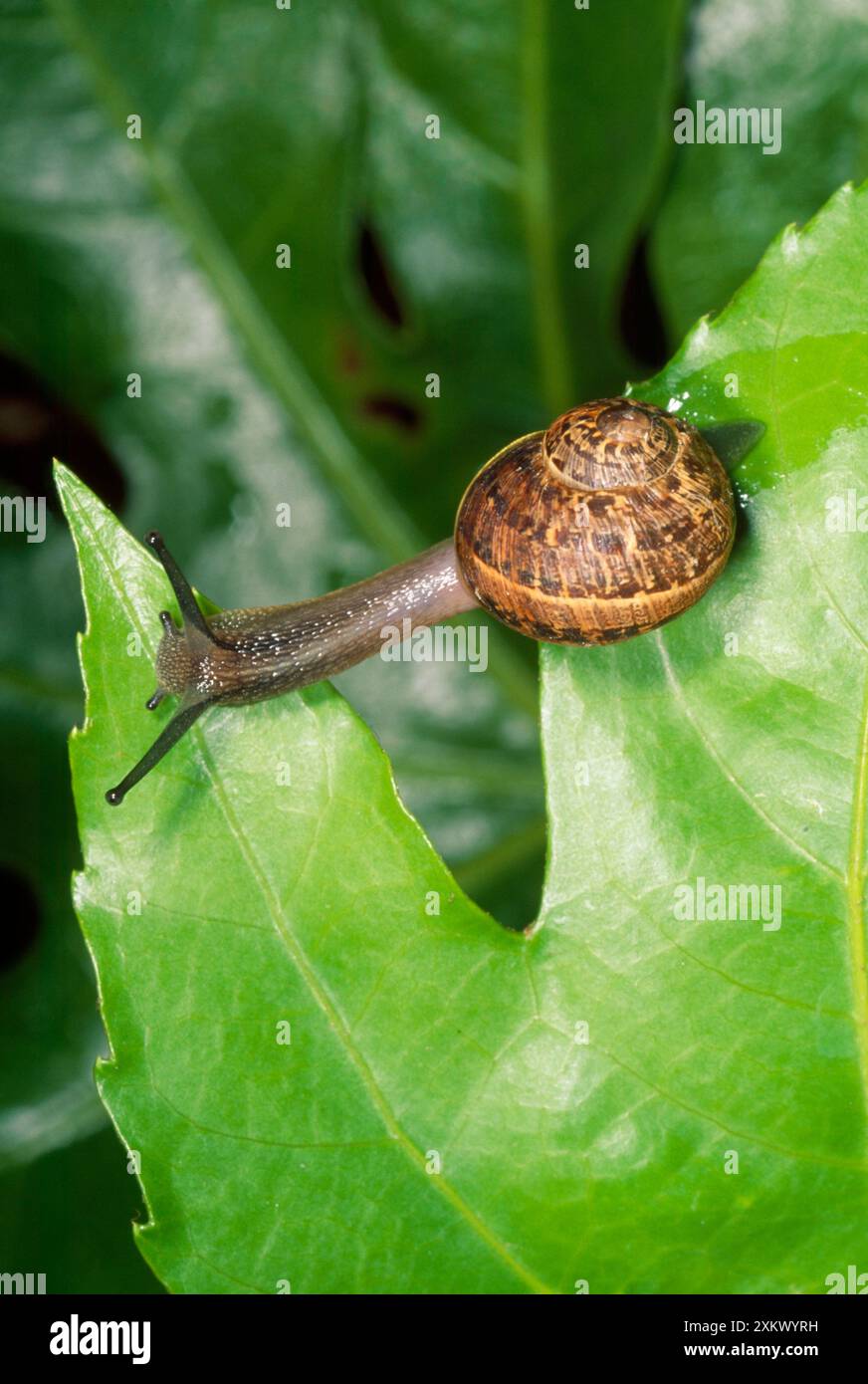 Crawling animals hi-res stock photography and images - Alamy