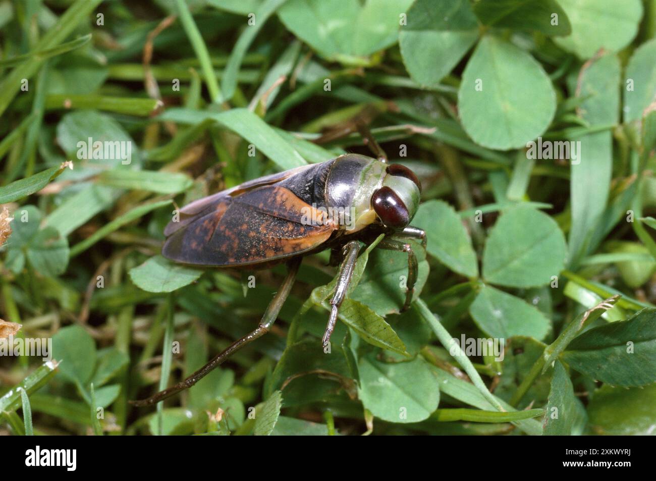 Water BOATMAN / Backswimmer - Migrating over land Stock Photo - Alamy