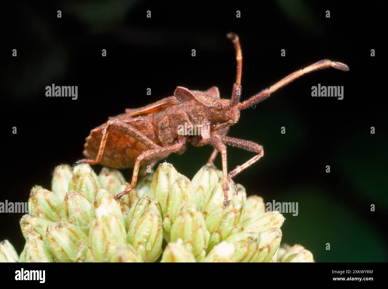 Common flower bug hi-res stock photography and images - Alamy