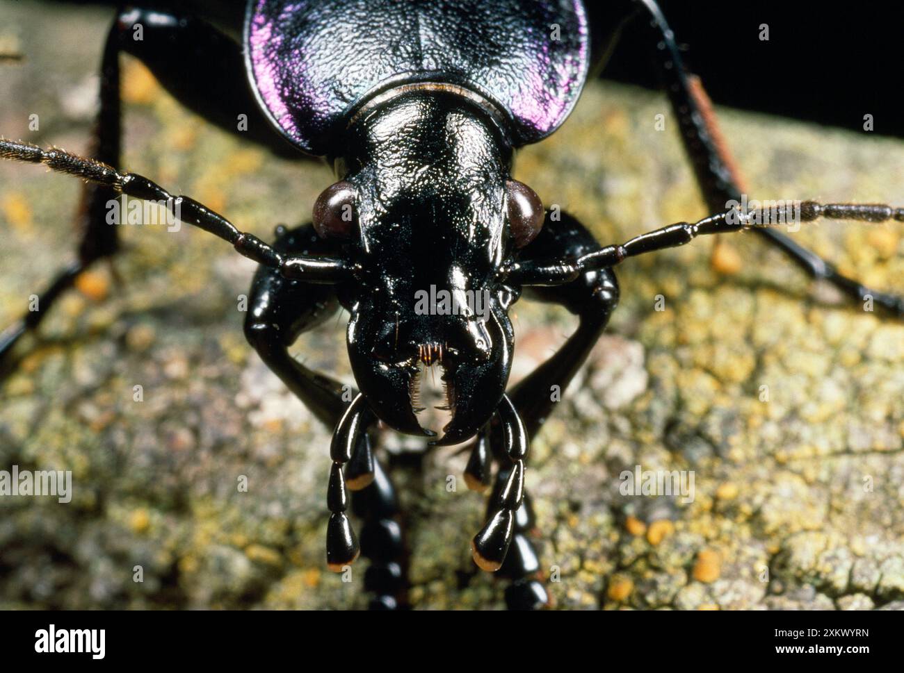 Violet ground beetle hi-res stock photography and images - Alamy