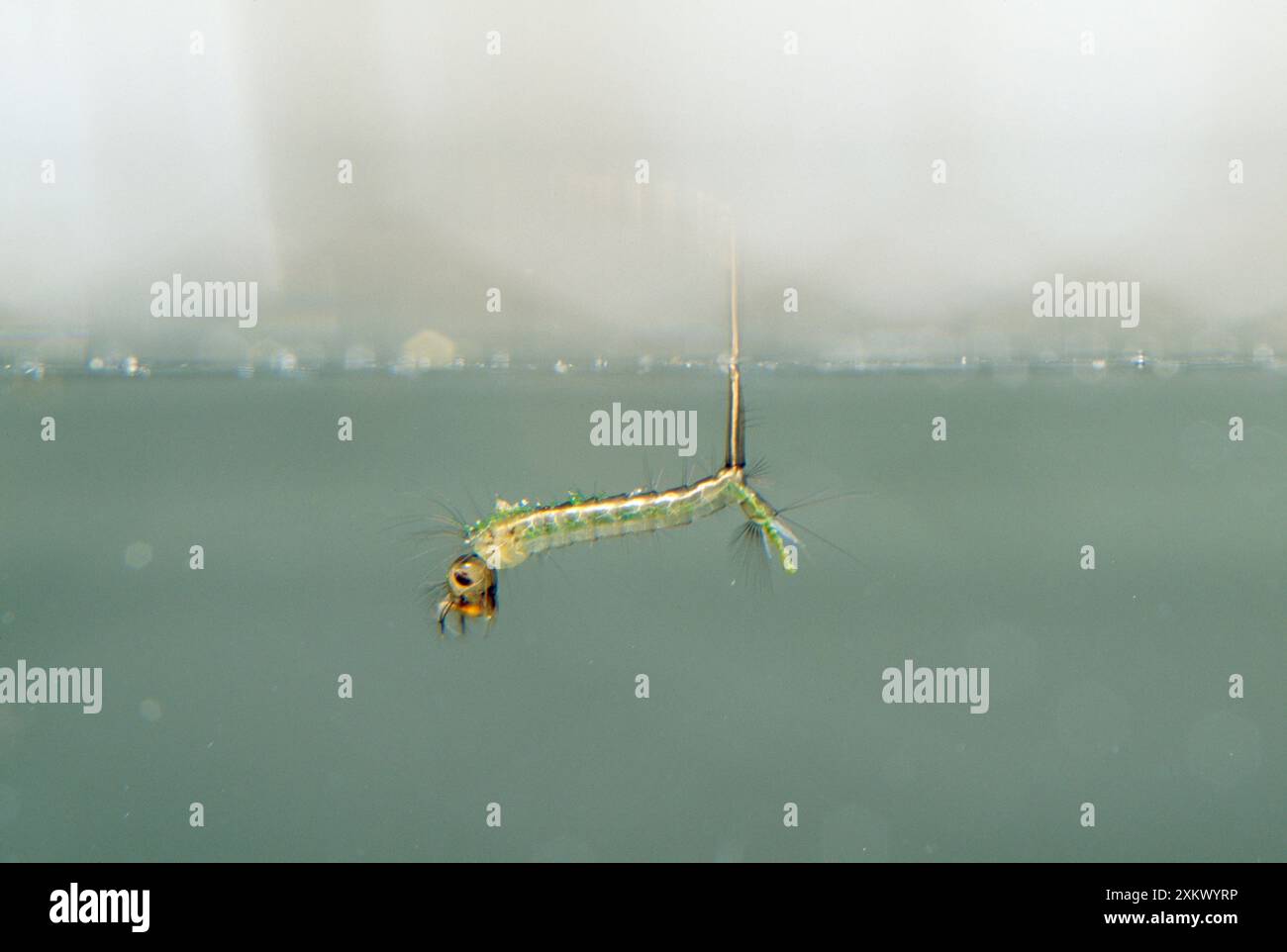 Young mosquitoes hi-res stock photography and images - Alamy