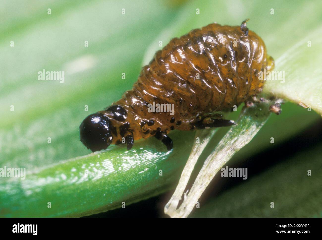 Red larvae hi-res stock photography and images - Alamy