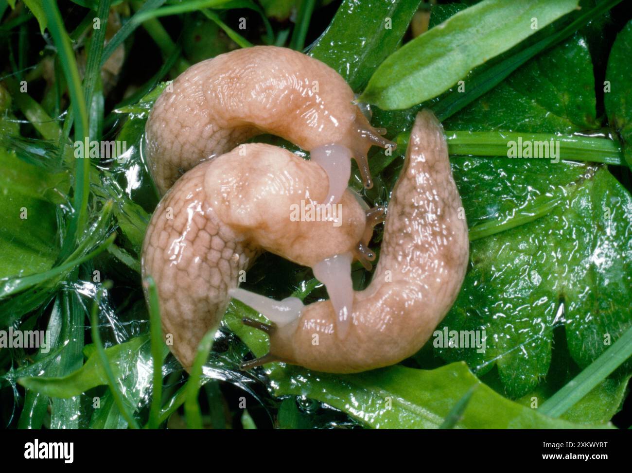 Slugs mating hi-res stock photography and images - Alamy
