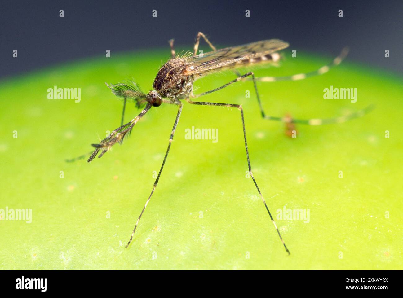 Mosquitoes and animal hi-res stock photography and images - Alamy