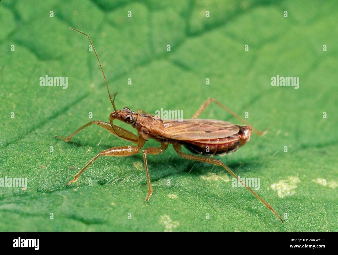Damsel bug hi-res stock photography and images - Alamy