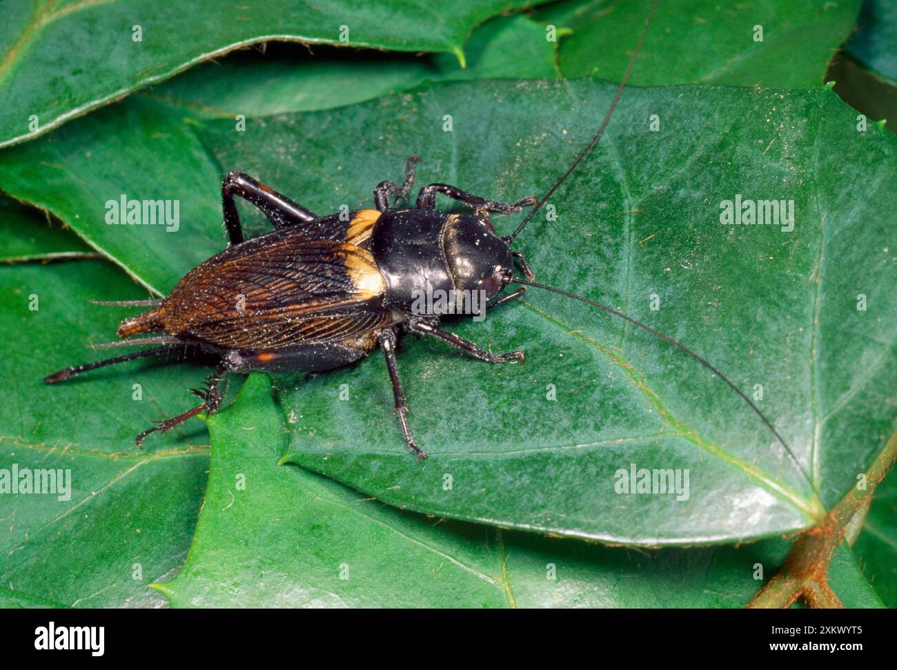 Cricket species hi-res stock photography and images - Alamy