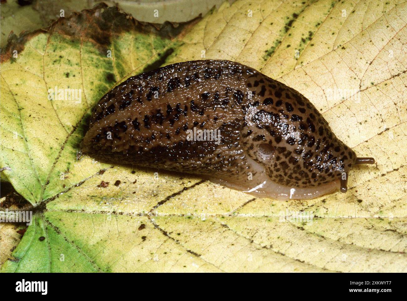 Fat leopard hi-res stock photography and images - Alamy