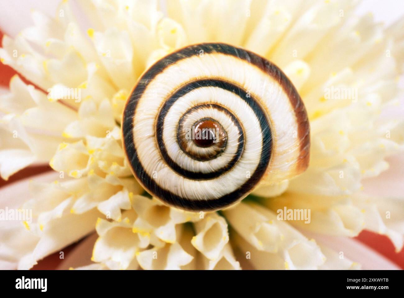Snail shell patterns hi-res stock photography and images - Alamy