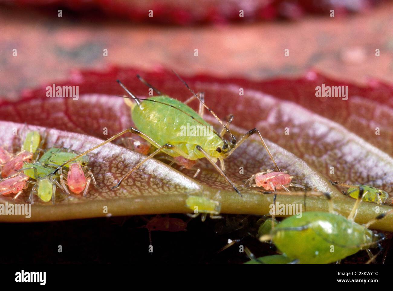 ROSE APHID / Greenfly - female with young Stock Photo - Alamy