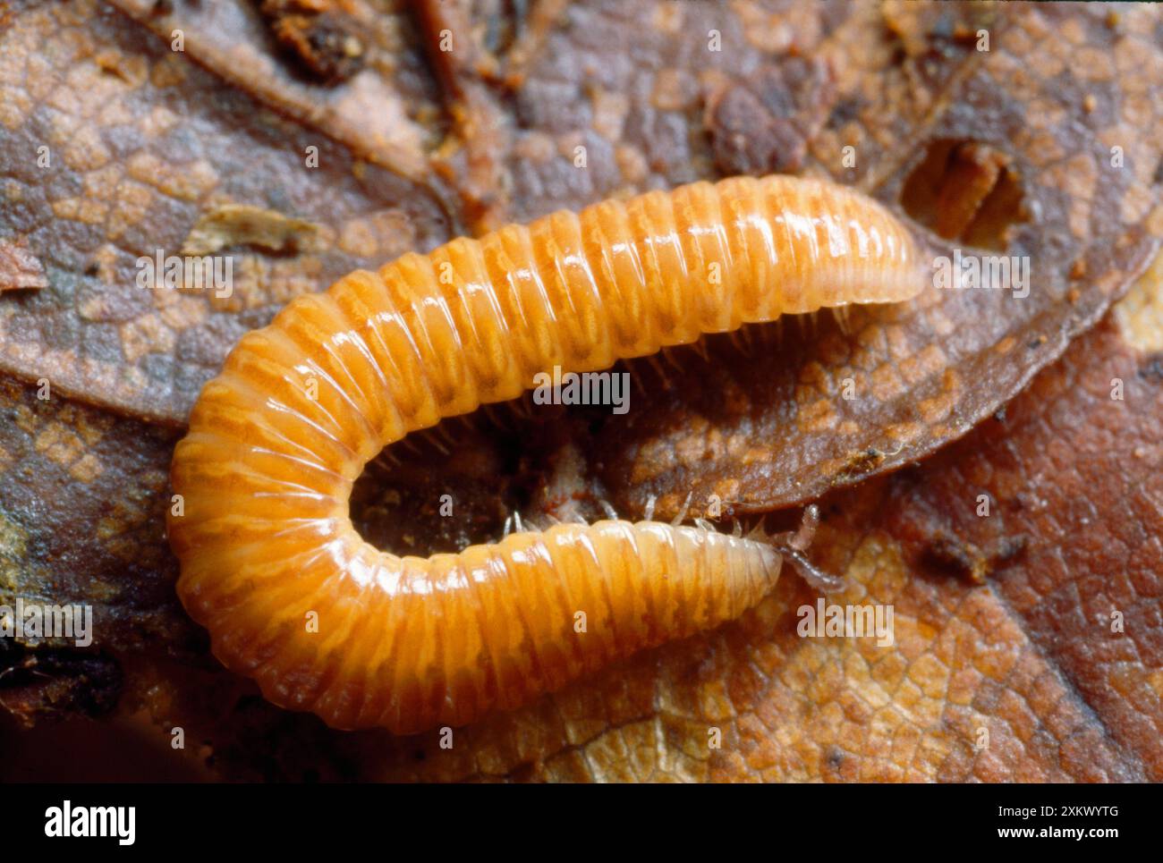 Rare millipede hi-res stock photography and images - Alamy