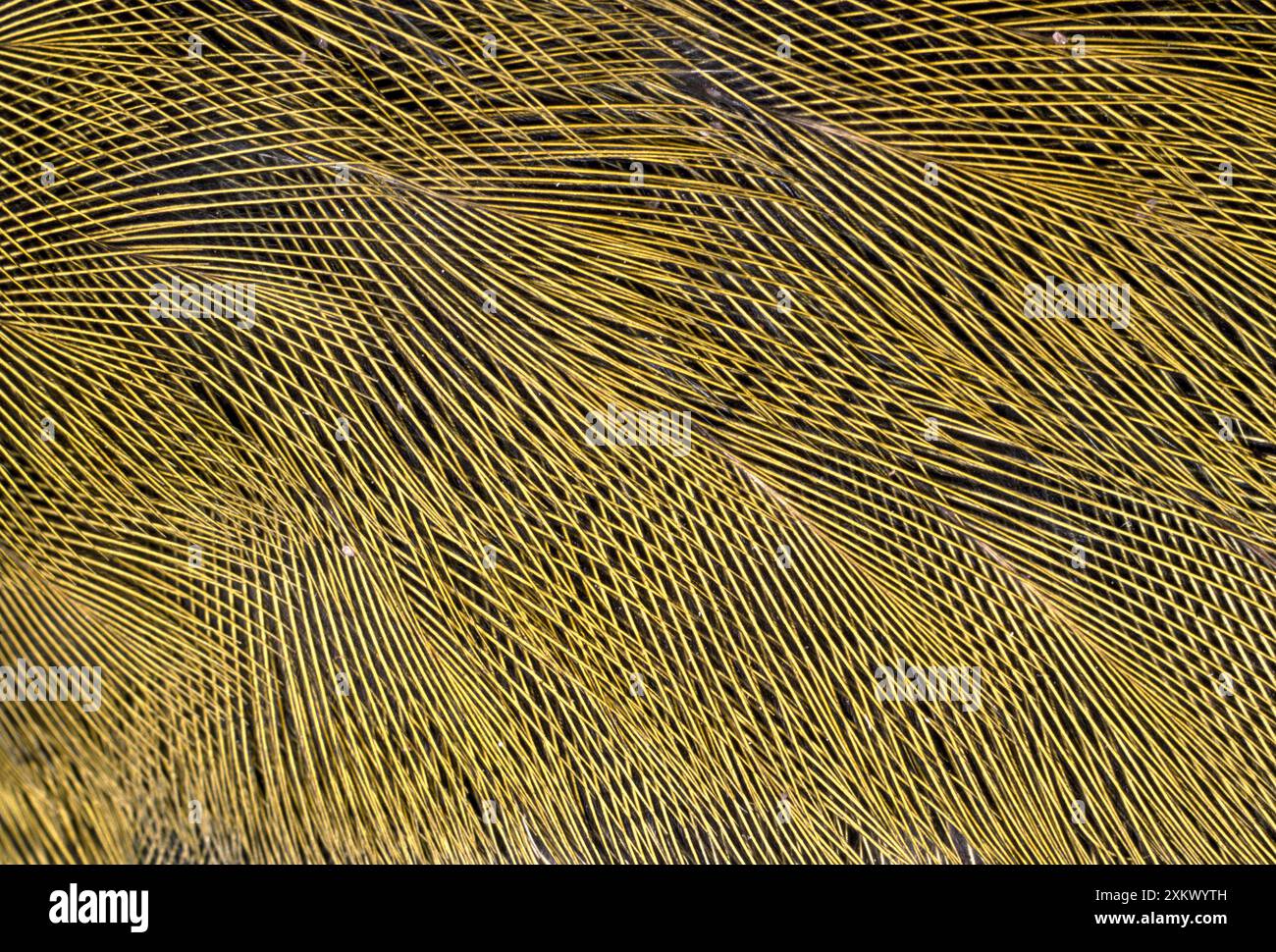 Woodpecker feathers hi-res stock photography and images - Alamy