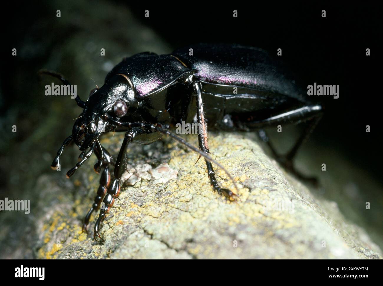 Violet Ground Beetle - on tree branch Stock Photo - Alamy