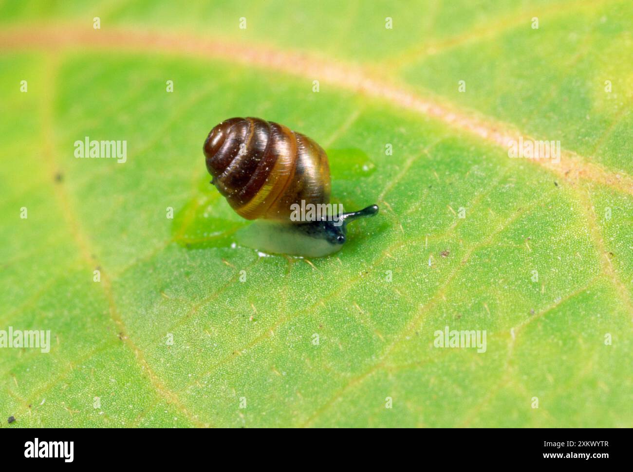 Common Pygmy Snail - 2mm in length Stock Photo - Alamy