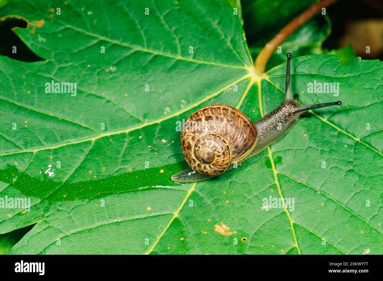 Mollusc trails hi-res stock photography and images - Alamy