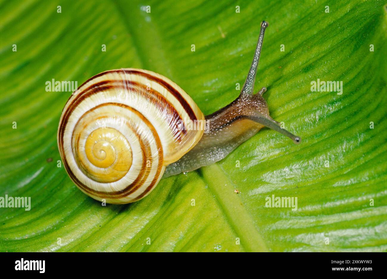 Banded humbug hi-res stock photography and images - Alamy
