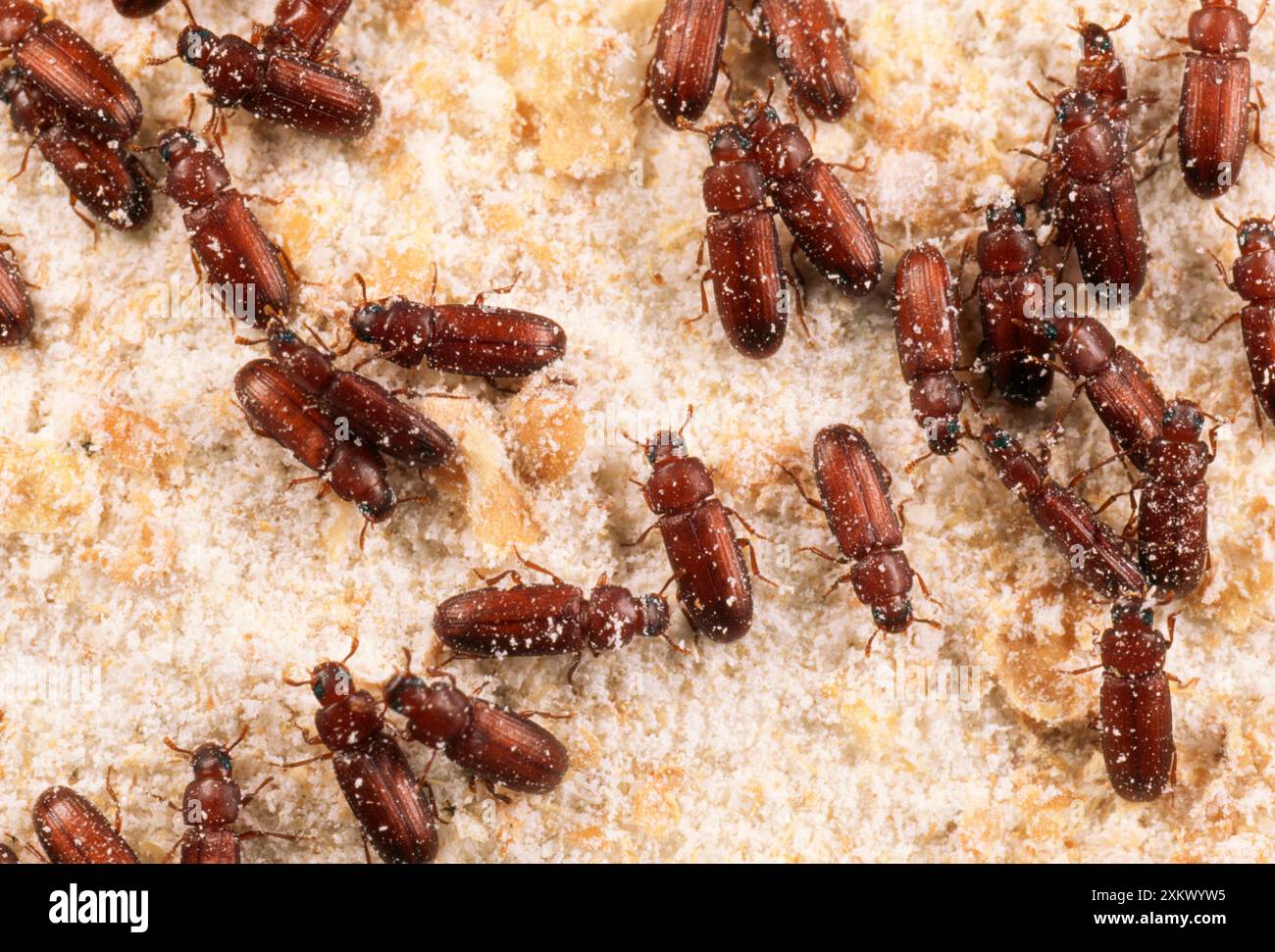 Flour Beetles - stored product pest Stock Photo - Alamy