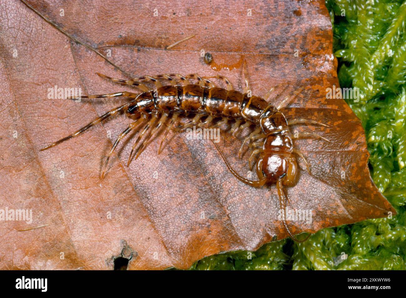 European centipede hi-res stock photography and images - Alamy