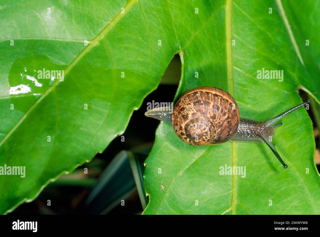 Mollusc trails hi-res stock photography and images - Alamy