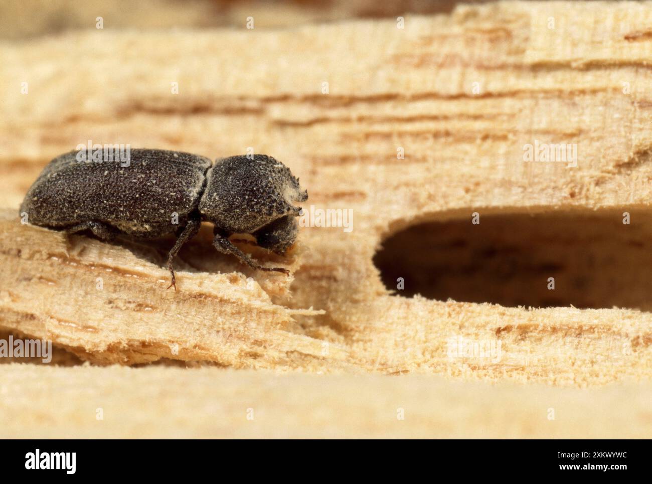 Powder Post Beetle - in Obeche wood Stock Photo - Alamy