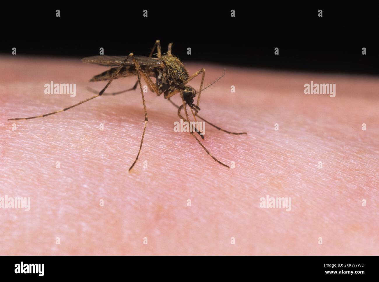 Mosquito - female feeding on human arm Stock Photo - Alamy