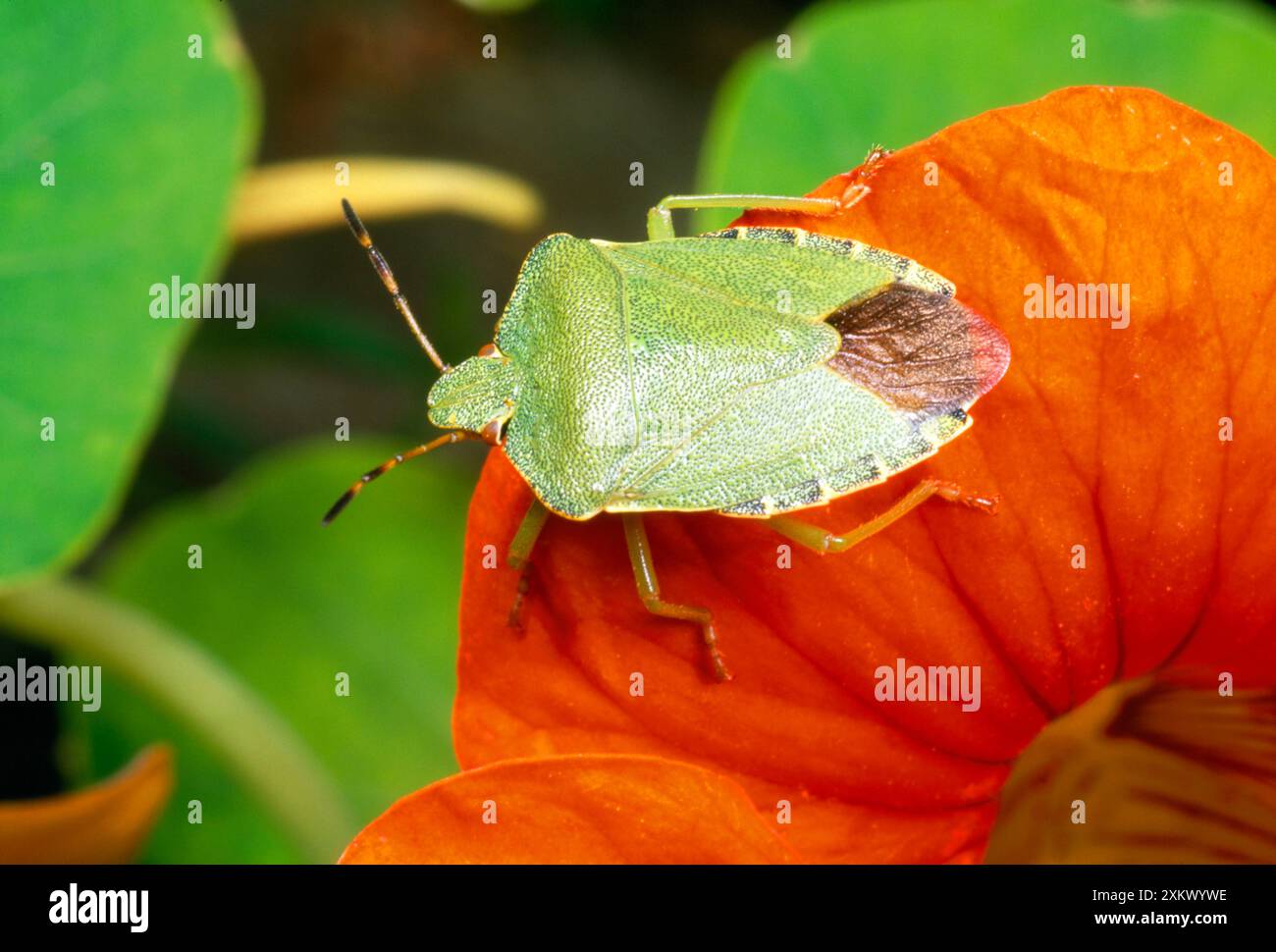 Common shield bug palomena hi-res stock photography and images - Alamy