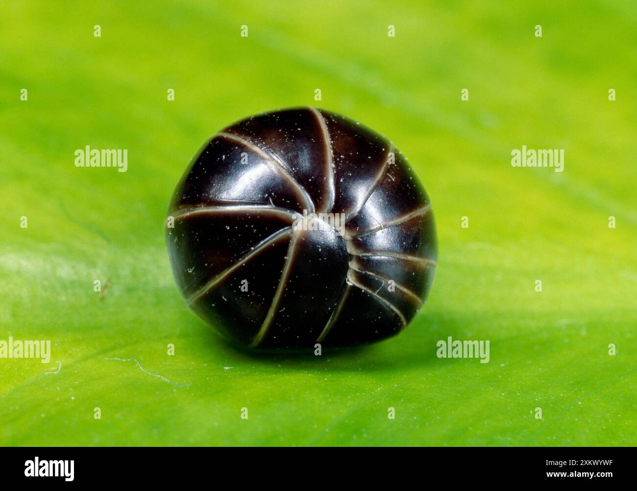 Pill MILLIPEDE - curled up Stock Photo - Alamy