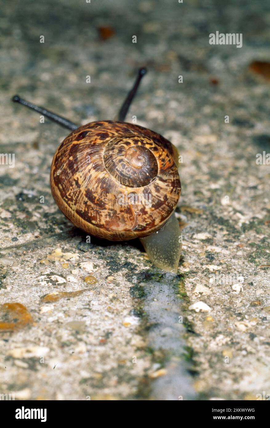 Slimy trail hi-res stock photography and images - Alamy