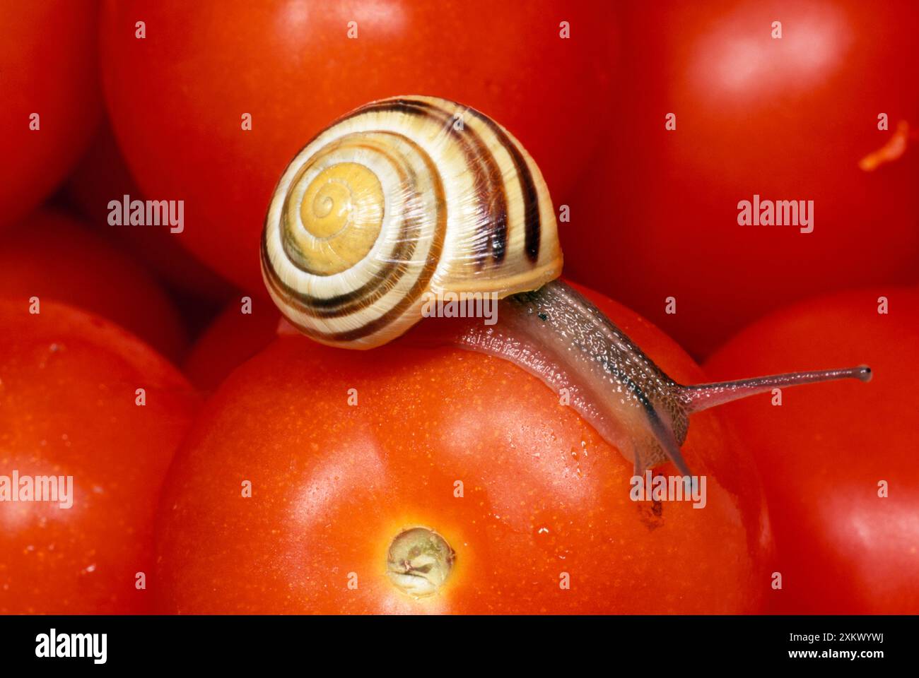 White-lipped Banded SNAIL / Humbug Snail - on tomatoes Stock Photo - Alamy