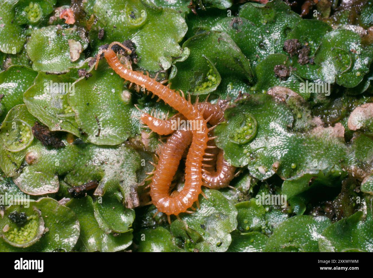 The centipede hi-res stock photography and images - Alamy