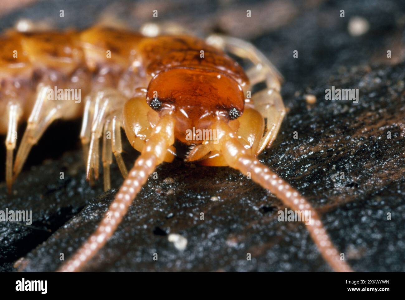 Centipede head hi-res stock photography and images - Alamy