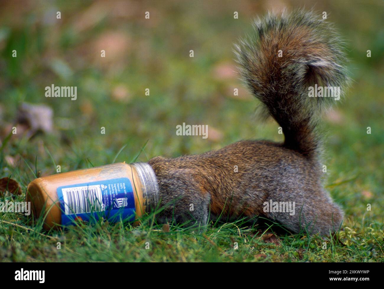 Mammals grey squirrel hi-res stock photography and images - Alamy