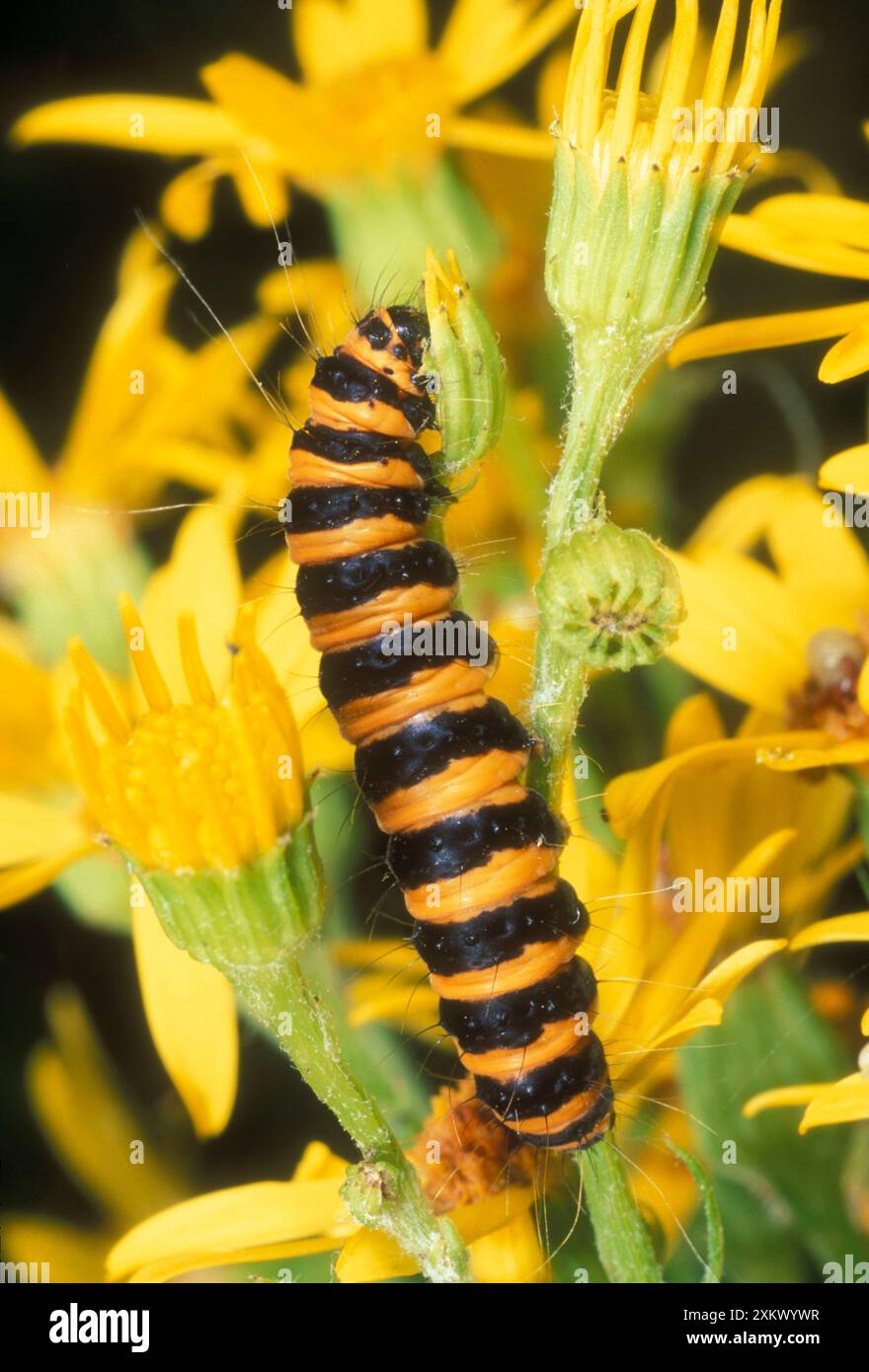 Larvae moth hi-res stock photography and images - Alamy