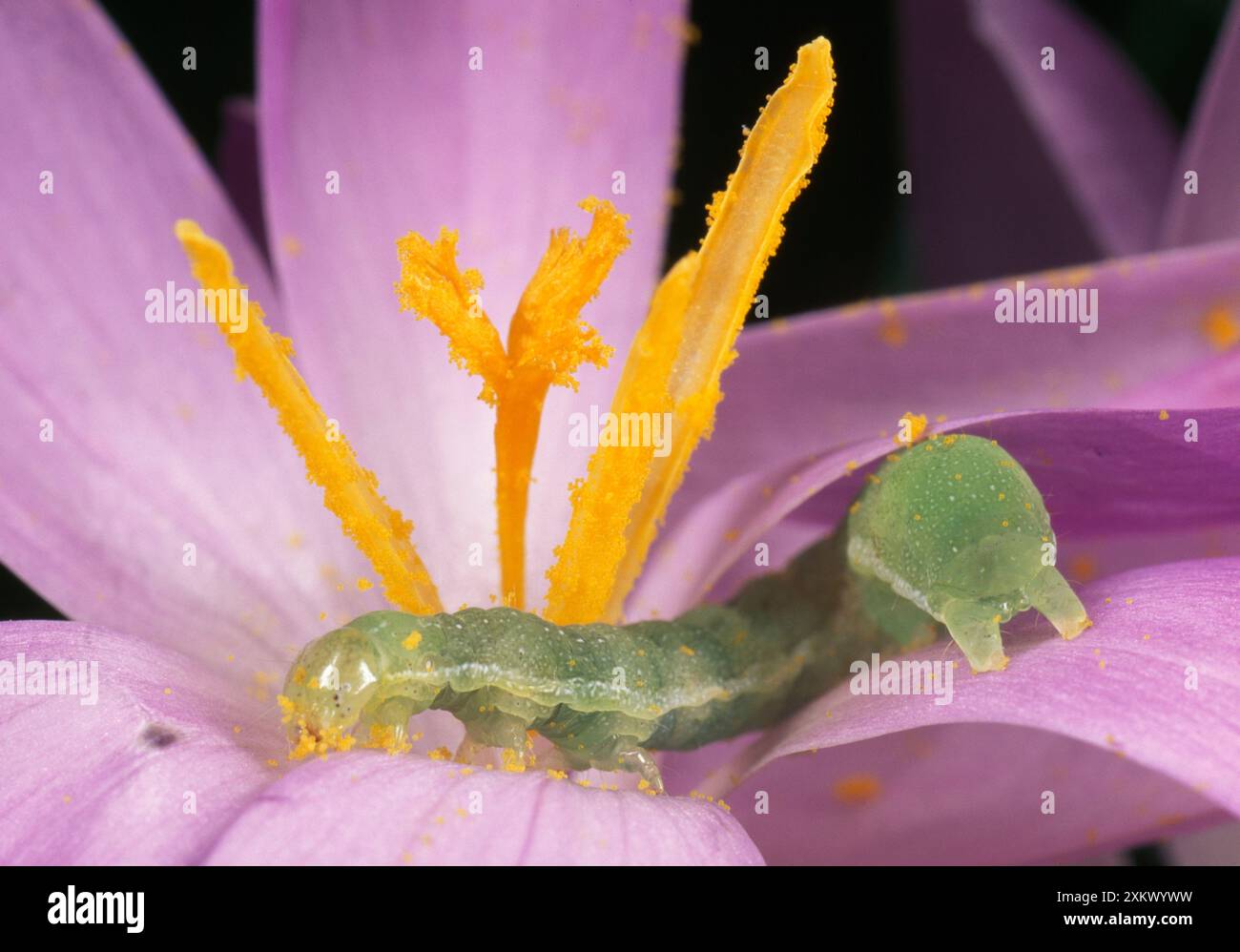 Caterpillar of Noctuid Moth - feeding on pollen Stock Photo - Alamy