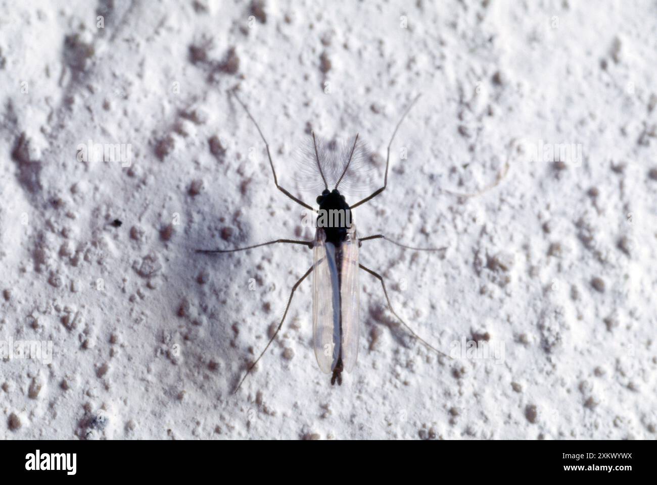 Insect insects midges legs hi-res stock photography and images - Alamy