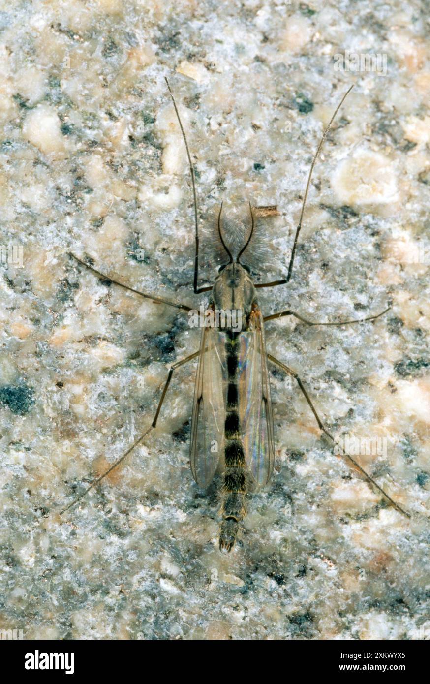 Biting insects hi-res stock photography and images - Alamy