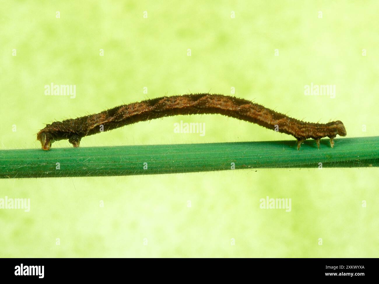 Geometrid moth caterpillar hi-res stock photography and images - Alamy