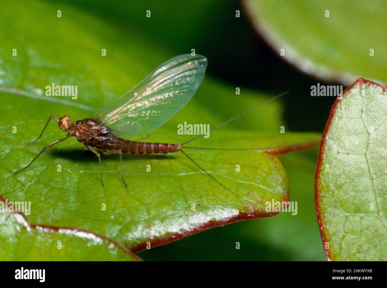 Three tail mayfly hi-res stock photography and images - Alamy