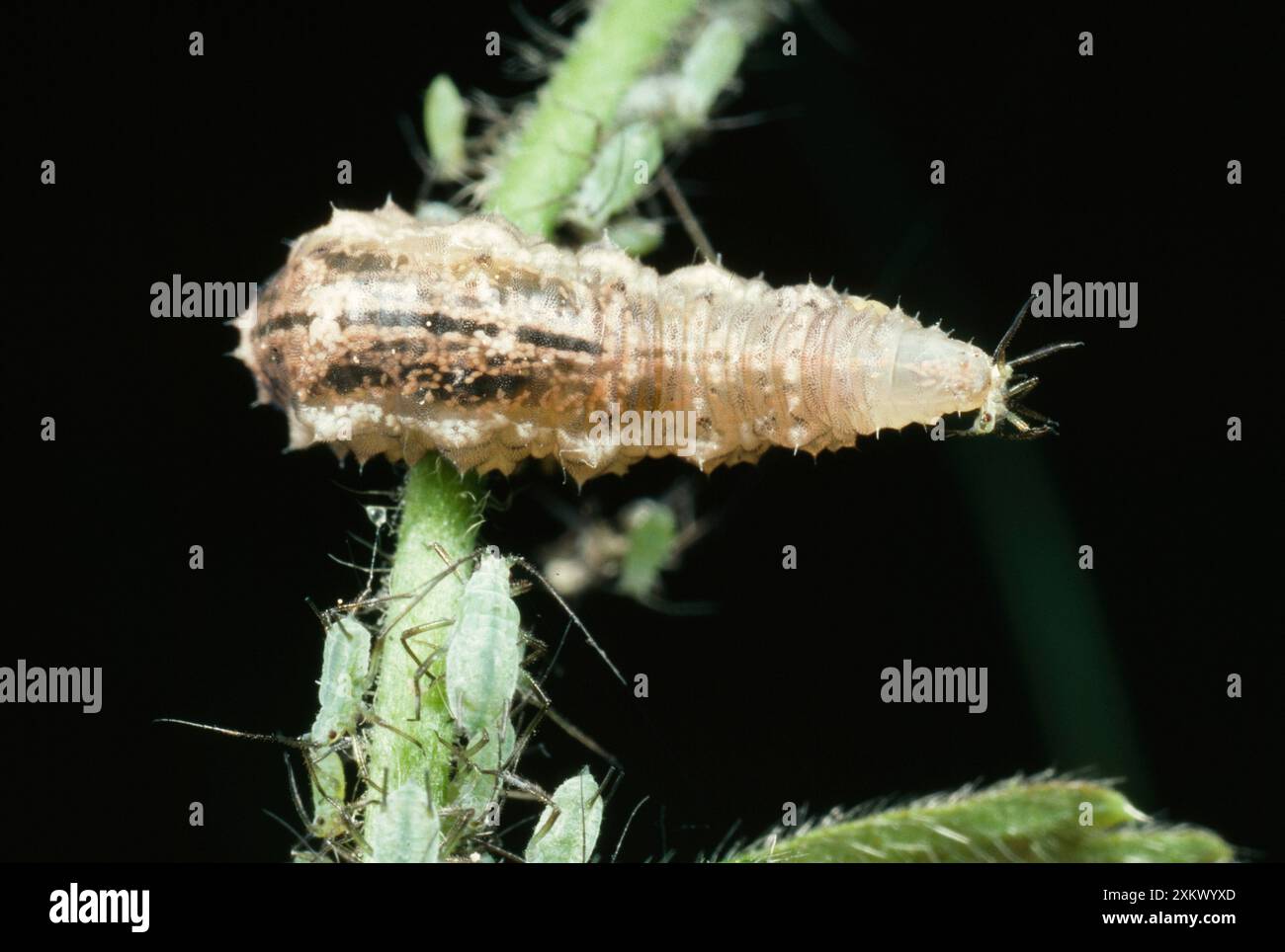 Hoverfly larvae hi-res stock photography and images - Alamy