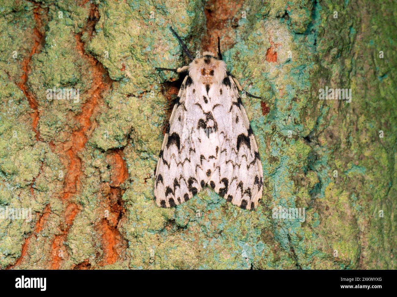 Black Arches Moth - on Oak tree Stock Photo - Alamy