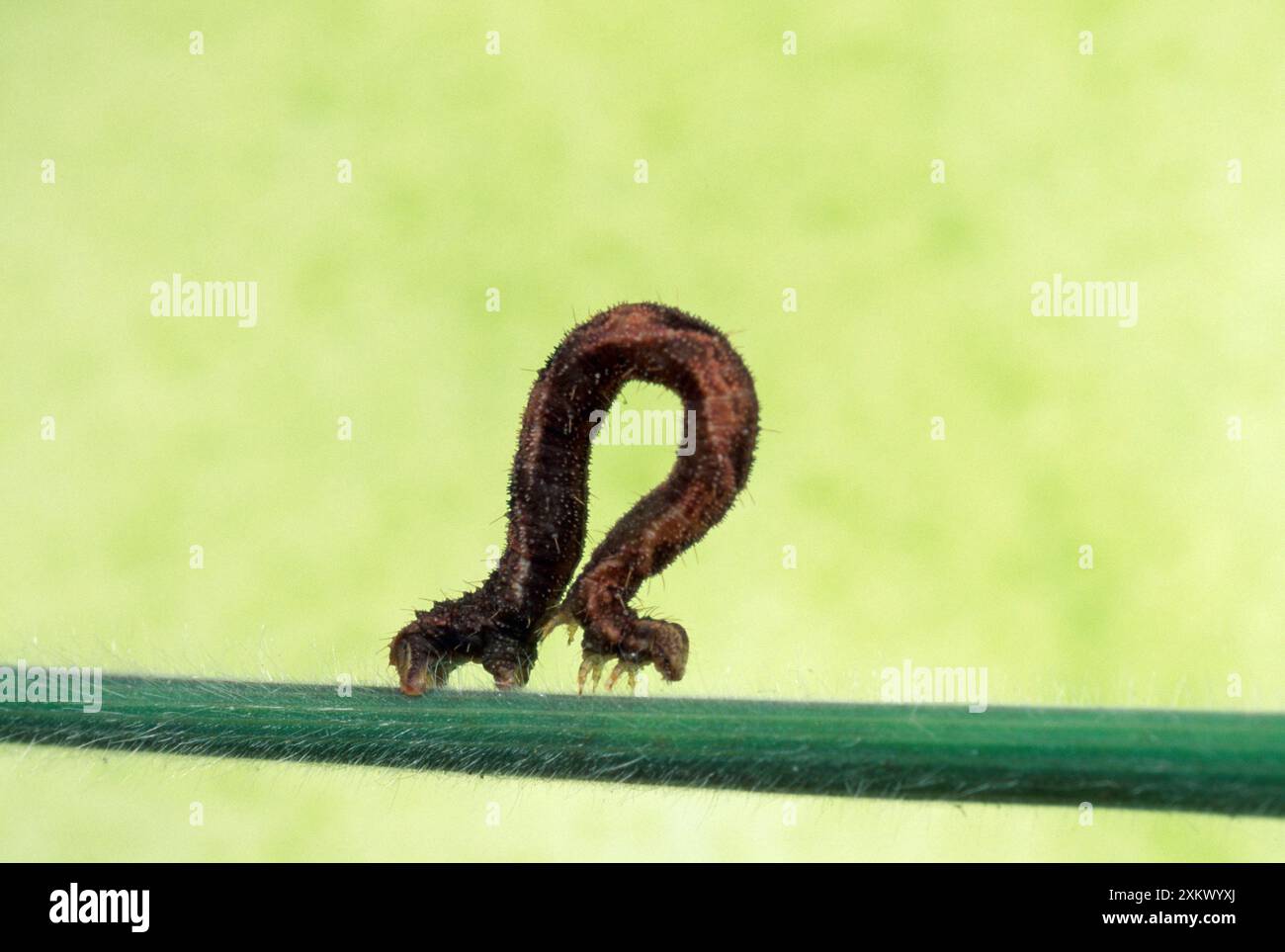 Geometrid moths hi-res stock photography and images - Alamy