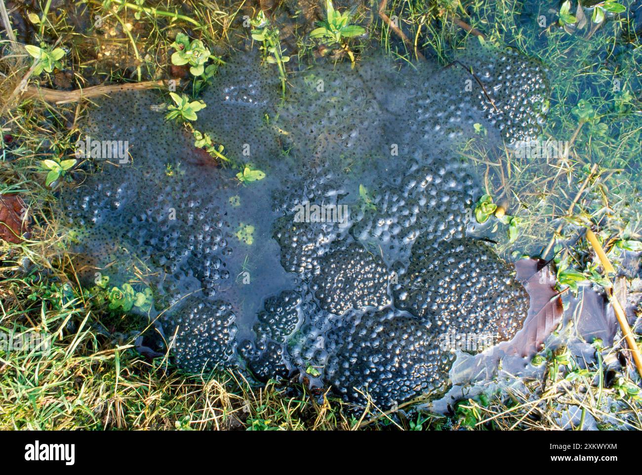Frog spawn frog spawn hi-res stock photography and images - Alamy