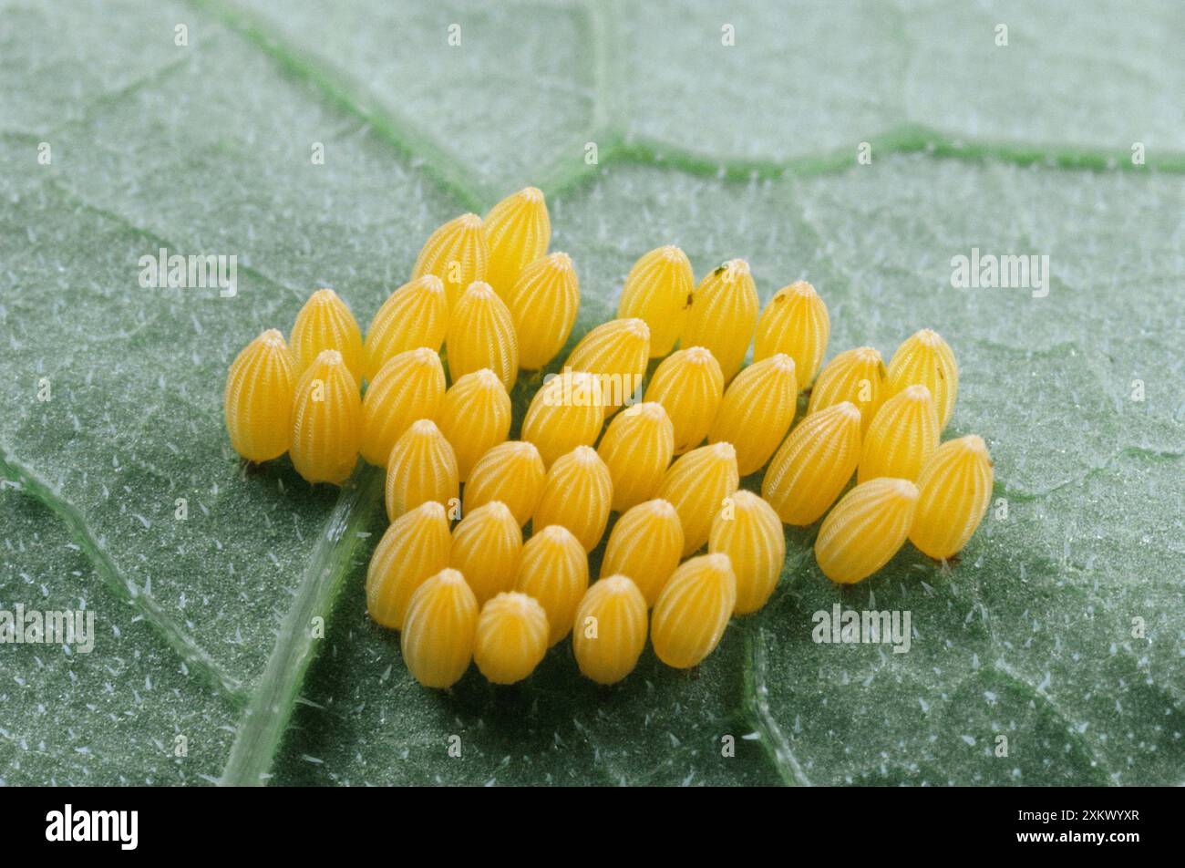 Eggs butterfly hi-res stock photography and images - Alamy