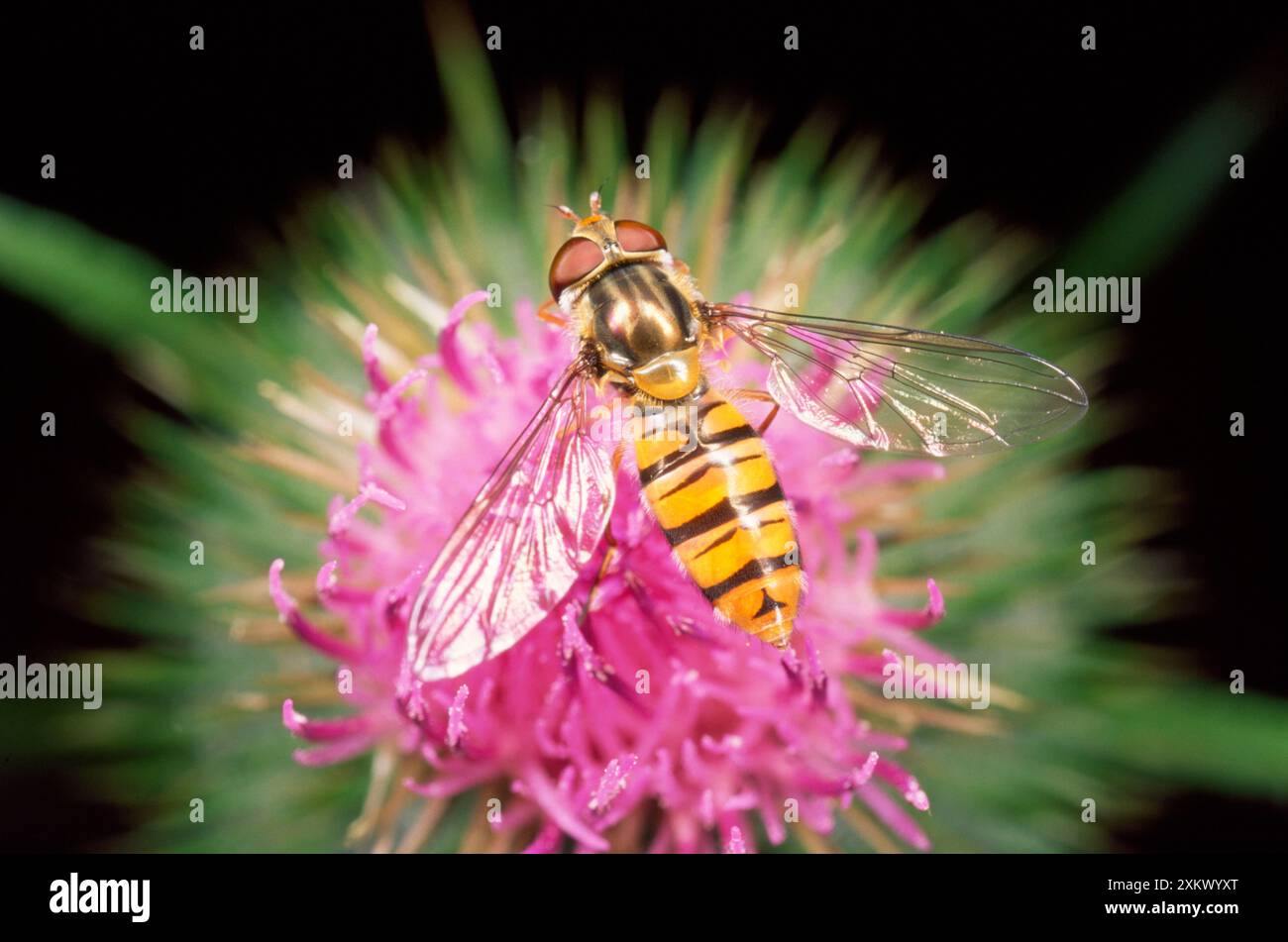 Plant feeding insects hi-res stock photography and images - Alamy